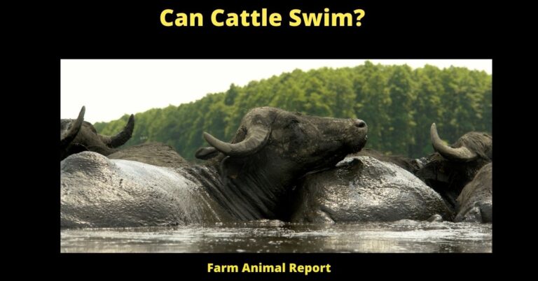9 Reasons: Can Cows Swim | Cows | Swimming | Swim | Can A Cow Swim| PDF