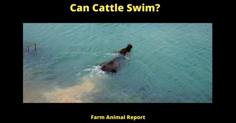 9 Reasons: Can Cows Swim | Cows | Swimming | Swim | Can A Cow Swim| PDF