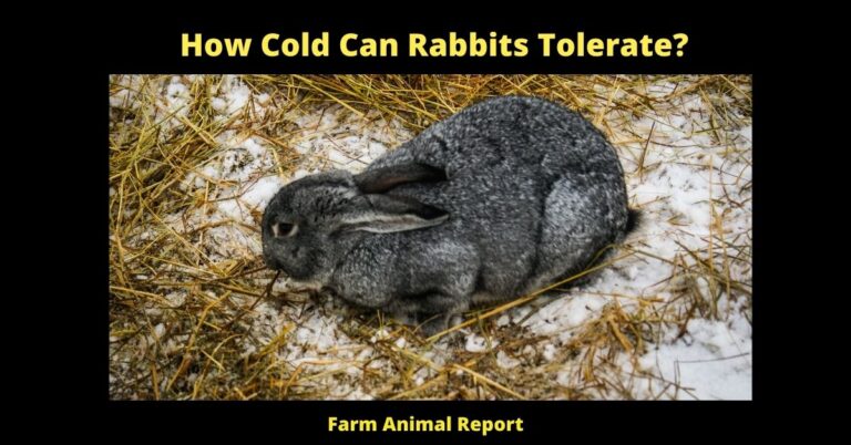 How Cold Can Bunnies Tolerate | Rabbit | Rabbits | Cold