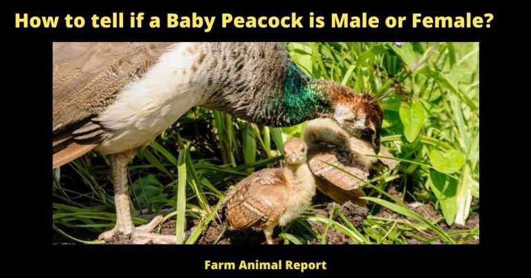 Male Baby Peacock (2024) - How To Tell?