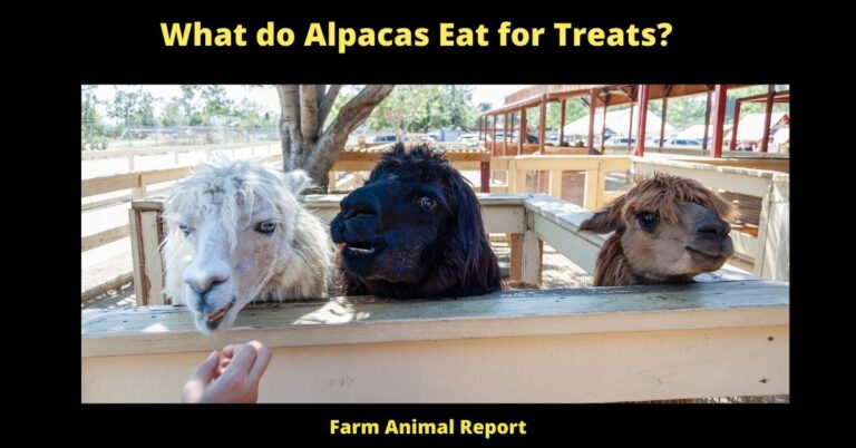 What Are Treats For Alpacas?