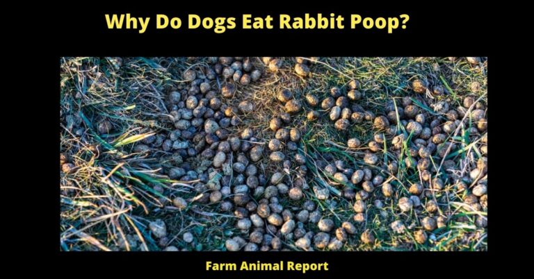 Why Do Dogs Eat Rabbit Poop?