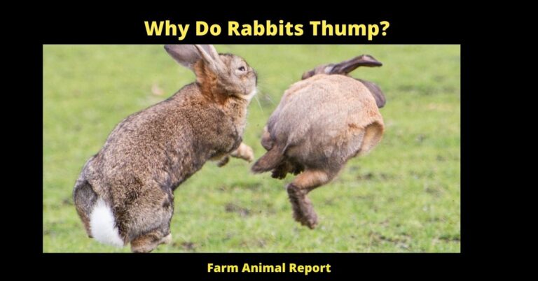 9 Reasons: Why Do Rabbits Thump | Rabbit | Thumping