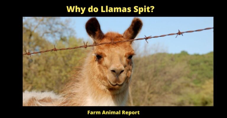 Why Do Llamas Spit | Llamas