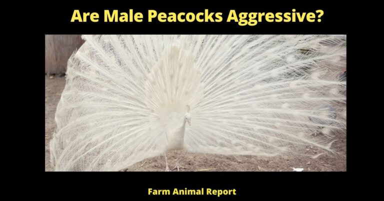 Are Male Peacocks Aggressive? | Peacocks