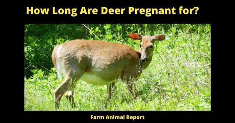 How Long Are Deer Pregnant For? | Deer