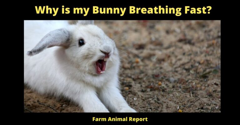 17 Possibilities: Rabbit Breathing Fast | Rabbit | Rabbits | Rapid ...