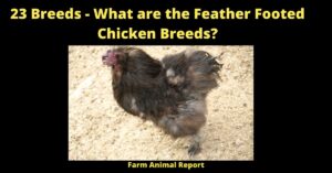 23 Breeds - What Are The Feather Feet Chicken Breeds?