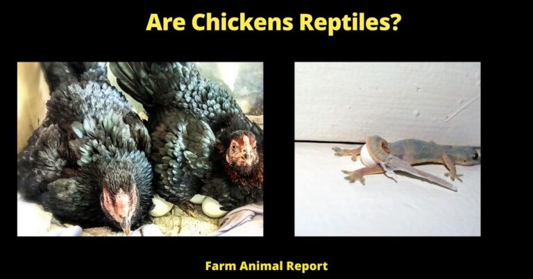 Are Chickens Reptiles? (Compare Birds, Mammals, Reptiles)