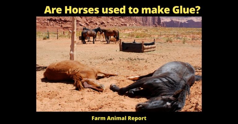 Windswept Foals In Horses - Farm Animal Report