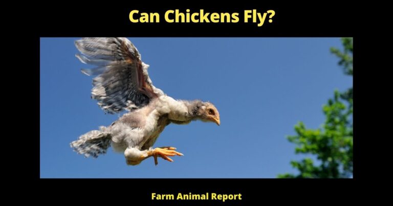 How Far Can Chickens Fly? How Far, High, Long