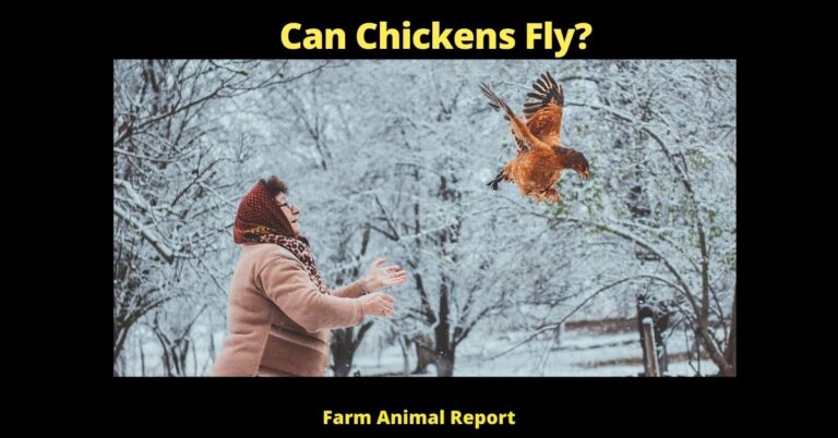 Can Chickens Fly? (How & Why)