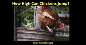 How High Can Chickens Jump | Chickens | Jumping ( Which Fence)