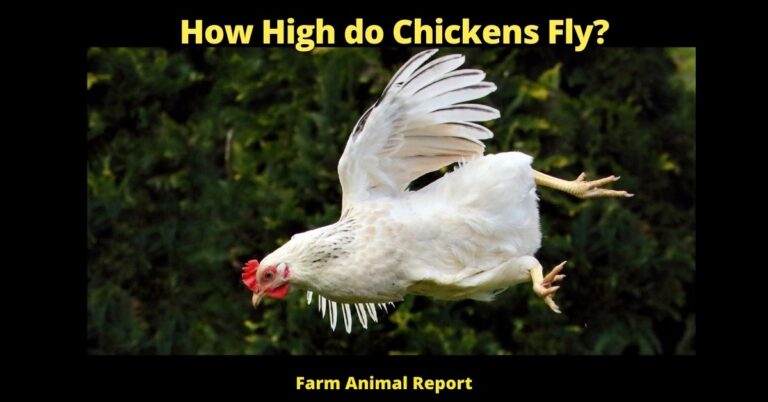 How High Do Chickens Fly? ( Video)