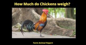How Much Do Chickens Weigh? (15 Most Popular)