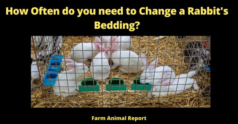 How Often Do You Need To Change A Rabbit's Bedding (2024)? (17 Types)