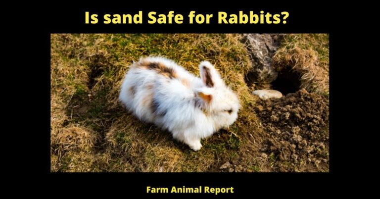 Is Sand Safe For Rabbits (2024)? (Clean - Non-Chemical)