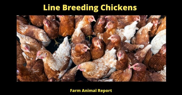 What Is Line Breeding Chickens? (Improving Poultry)