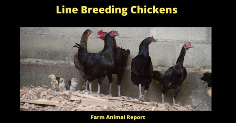 What Is Line Breeding Chickens? (Improving Poultry)