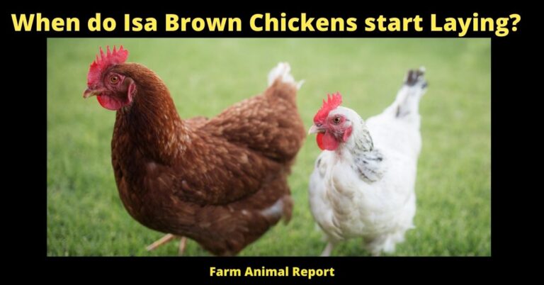 When Do Isa Browns Start Laying | Isa Brown (Prolific Egg Layers)