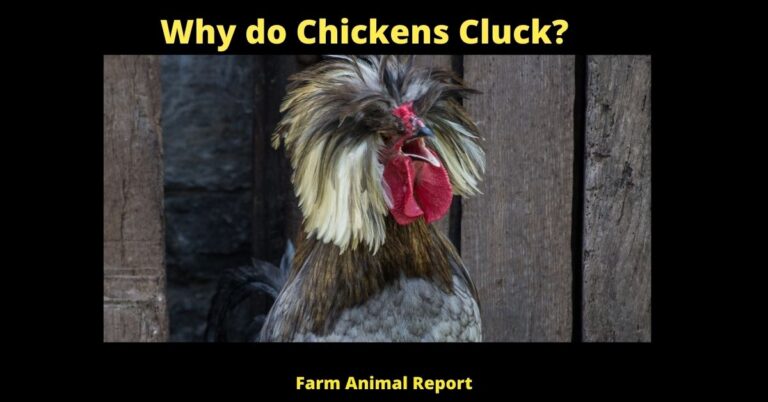 Why Do Chickens Cluck? (Understanding Chicken Language)