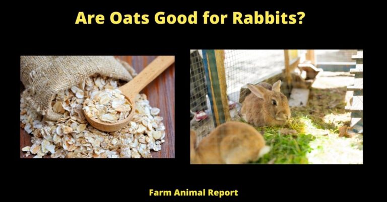 Can Rabbits Eat Oats (2024)| Oatmeal | Rabbits | PDF