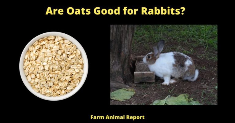 Can Rabbits Eat Oats (2024)| Oatmeal | Rabbits | PDF