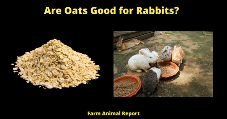 Can Rabbits Eat Oats (2024)| Oatmeal | Rabbits | PDF