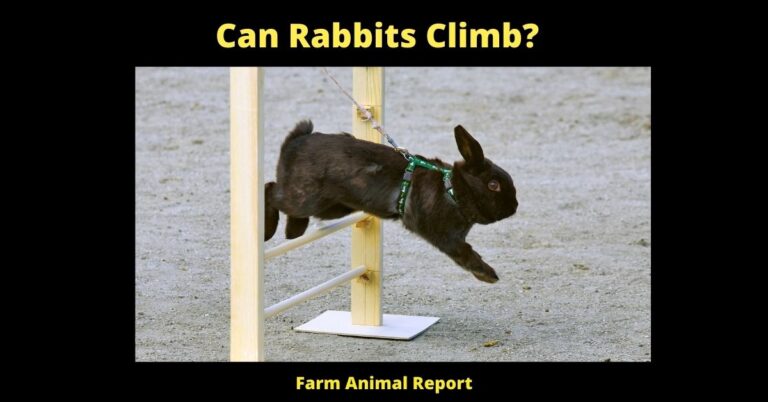 Do Rabbits Climb?