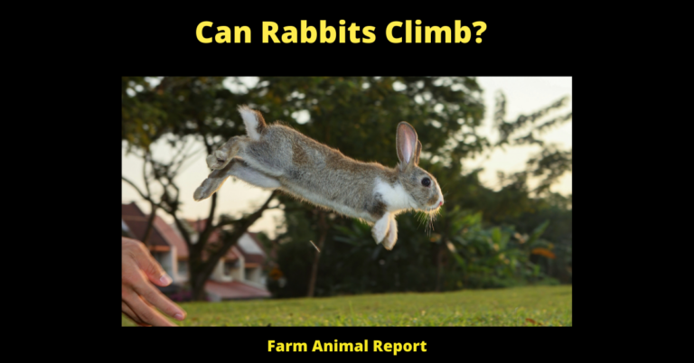 Do Rabbits Climb?