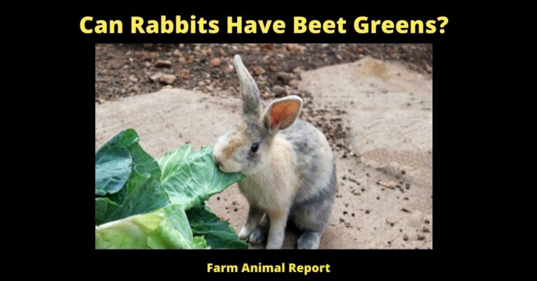 13 Easy Facts - Can Rabbits Eat Beet Leaves | Rabbits | Beetroot | Feed ...