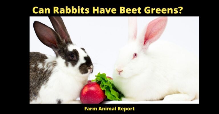 13 Easy Facts - Can Rabbits Eat Beet Leaves | Rabbits | Beetroot | Feed ...