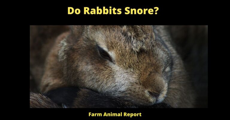 9 Simple Reasons – Do Rabbits Snore? – Farm Animal Report