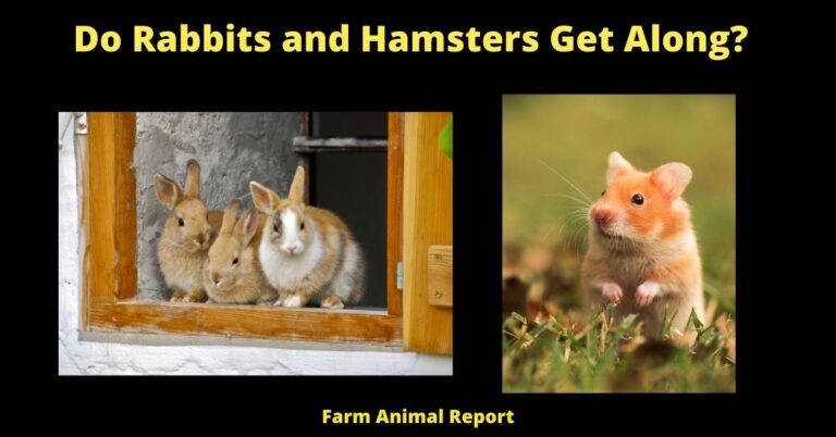 Do Hamsters And Rabbits Get Along (2024) | Hamster | Rabbit | PDF