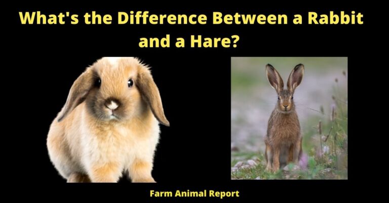 What's The Difference Between A Rabbit And A Hare?