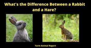 What's The Difference Between A Rabbit And A Hare?