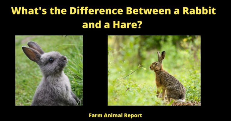 What's The Difference Between A Rabbit And A Hare?