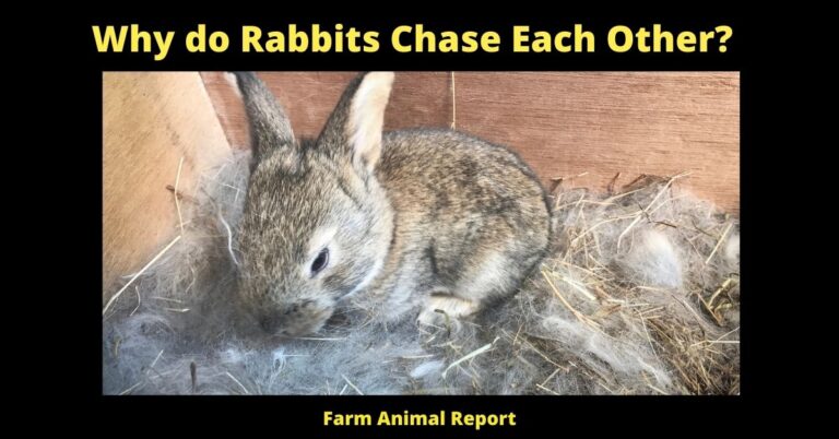 7 Behaviors - Why Do Rabbits Chase Each Other? (2024) (Zoomies)