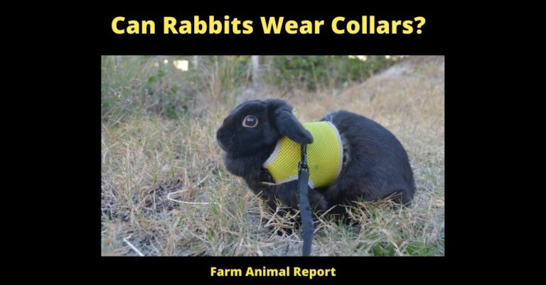 Rabbits With Collars | Can A Rabbit Wear A Collar (2024
