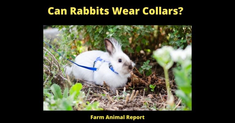 Rabbits With Collars | Can A Rabbit Wear A Collar (2024
