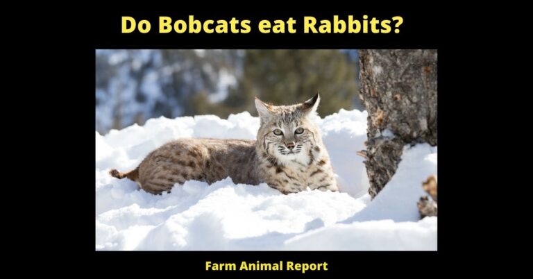 Do Bobcats Eat Rabbits (2024)?