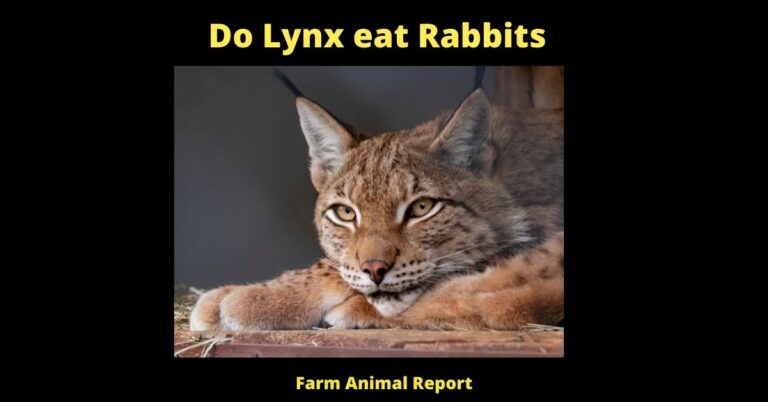 7 Preventions: Do Lynx Eat Rabbits?