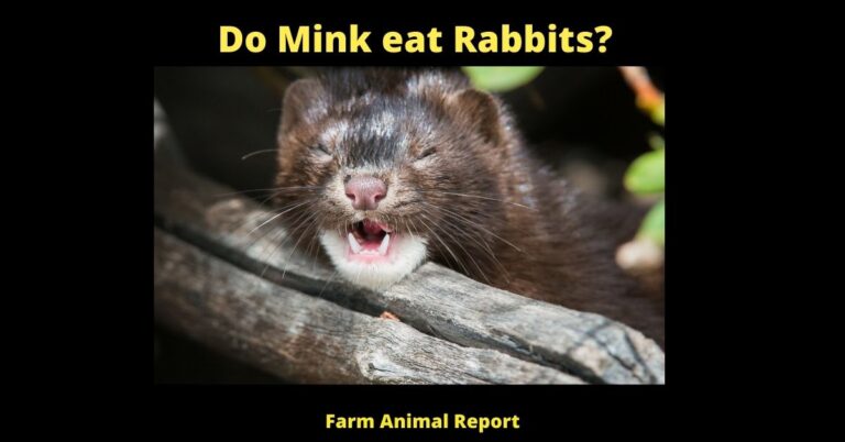 11 Safeguards: Do Mink Eat Rabbits?