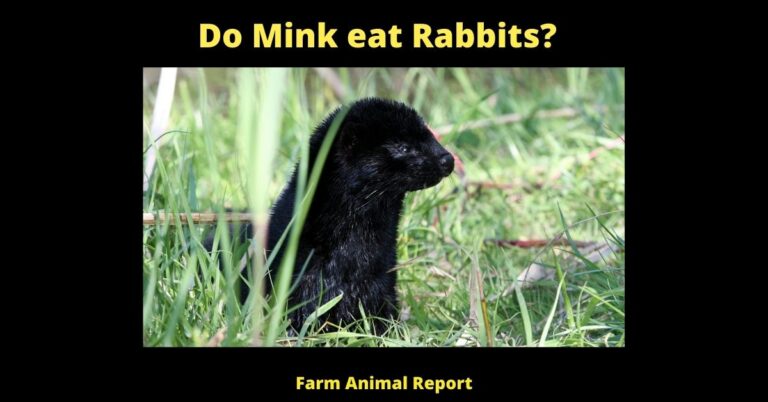 11 Safeguards: Do Mink Eat Rabbits?