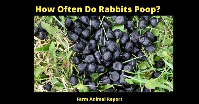 How Often Do Rabbits Poop?