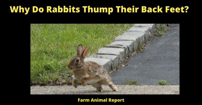 9 Reasons; Why Do Rabbits Thump Their Back Feet?