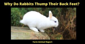 9 Reasons; Why Do Rabbits Thump Their Back Feet?