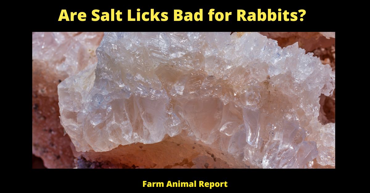 Do Rabbits Store Food In Their Mouth? - Farm Animal Report