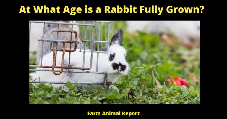 When Is A Rabbit Fully Grown? - ARBA Rabbit