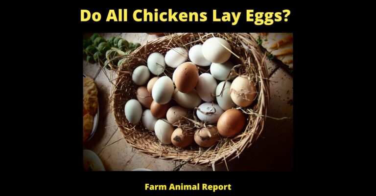 15 Facts: Do All Chickens Lay Eggs? The Surprising Truth About Chicken ...